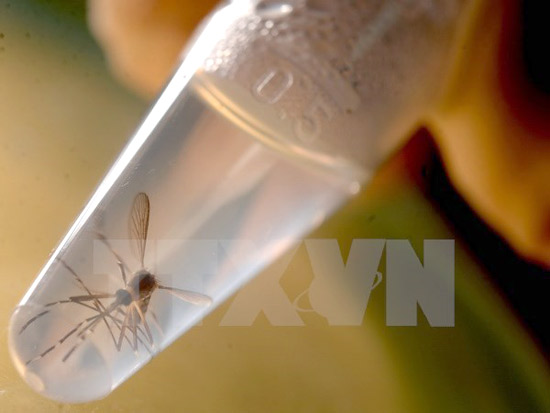 Colombia thông báo 3 trường hợp tử vong do biến chứng Zika