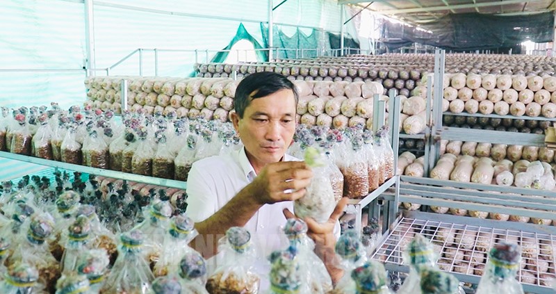 Nông dân Bùi Văn Mười với đam mê nghề trồng nấm