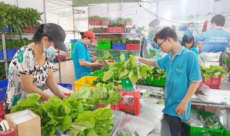 Chính sách hỗ trợ liên kết sản xuất và tiêu thụ sản phẩm nông nghiệp ...